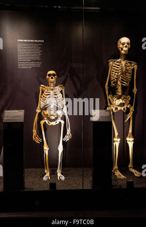 Human evolution gallery at the Natural History Museum in London United ...