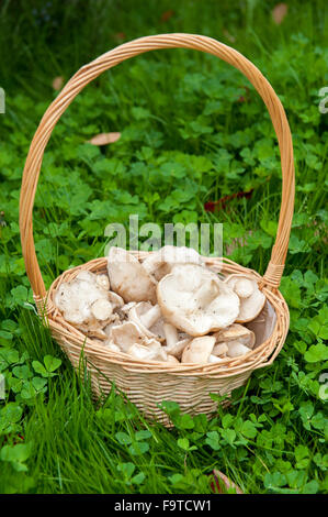 Selection of fungi Stock Photo - Alamy