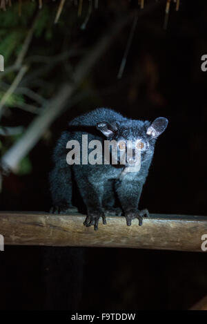 Thick-tailed Greater Galago, Otolemur crassicaudatus monteiri, Lake ...