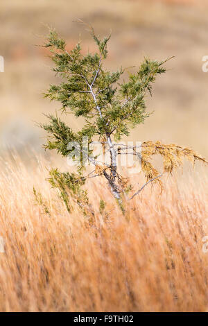 Lone tree in grasslands at Theodore Roosevelt National Park North ...