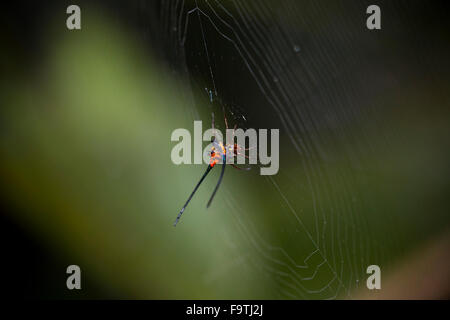 Curved Spiny Spider, Gasteracantha arcuata, Sukau River area, Sabah, on ...
