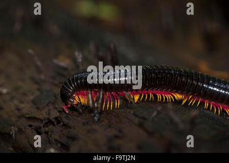 Giant flame legged millipede (Trigoniulus macropygus, about 15 cm long ...