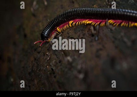 Giant flame legged millipede (Trigoniulus macropygus, about 15 cm long ...
