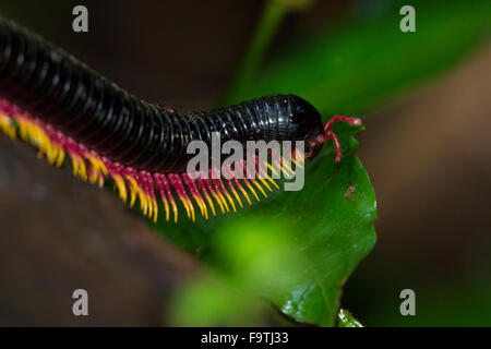 Giant flame legged millipede (Trigoniulus macropygus, about 15 cm long ...