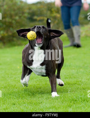 Dog fetching ball Stock Photo - Alamy