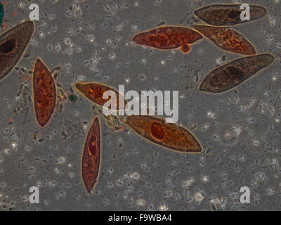 Biological sample cells and bacteria, plant, microb under microscopy ...