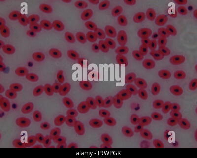 Biological sample cells and bacteria, plant, microb under microscopy ...