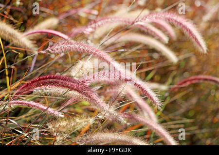 Beautiful golden dry grass is photographed close-up Stock Photo - Alamy