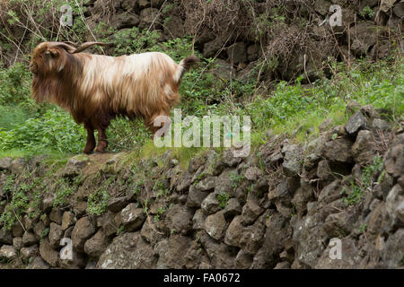 A photograph of a long haired goat with a lot of character in La Gomera ...