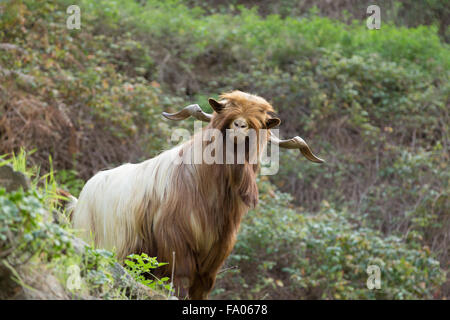 A photograph of a long haired goat with a lot of character in La Gomera ...