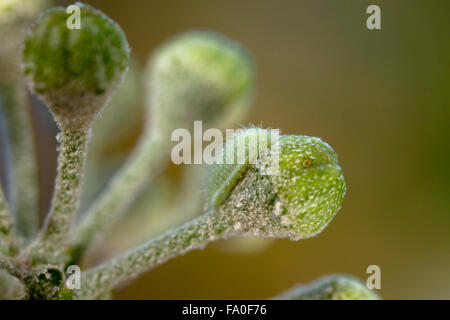 Holly Blue Butterfly Larva; Celastrina argiolus Single Caterpillar on ...
