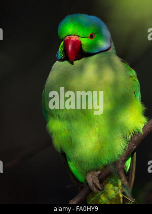 A cute Rose-ringed parakeet perched on a tree on a sunny day Stock ...