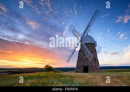 United Kingdom, West Sussex, Halnaker Windmill in field of flowers ...