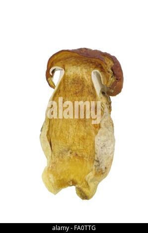Powder of a Boletus mushroom Stock Photo - Alamy