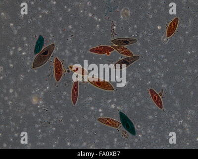 Biological sample cells and bacteria, plant, microb under microscopy ...