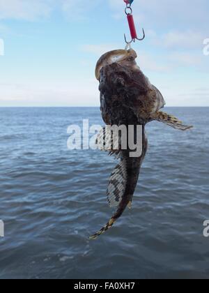 An angler fish, Lophius piscatorius, on the deck of a fishing boat. The ...