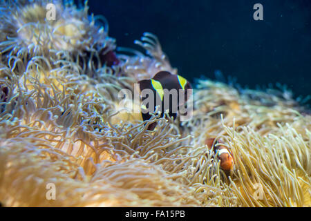 clownfish in coral bank in the sea Stock Photo - Alamy