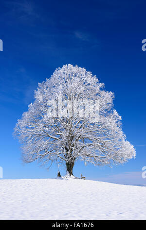 big old linden tree in winter with snow Stock Photo - Alamy
