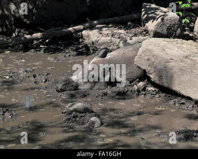 Calgary Zoo dinosaur park is called "Dinosaurs Alive Stock Photo - Alamy