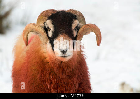 Swaledale ram covered in red raddle, used to mark a sheep to show which ...