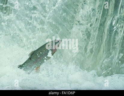 rainbow trout leaping into a waterfall during the spring spawning run ...