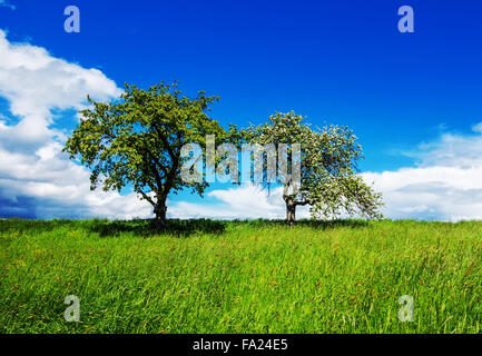 two apple trees in white blossom in open countryside with rape flowers ...
