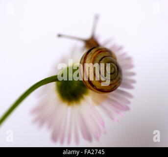 A snail on the daisy flower Stock Photo - Alamy