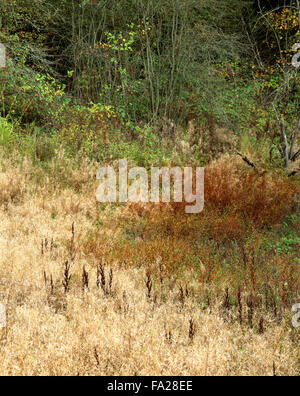 An abandoned cottage at Broseley, Ironbridge, Shropshire, England, UK ...