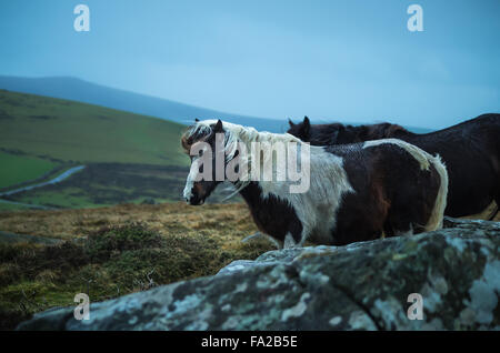 Two Wild Preseli Ponies on Carn Enoch, Dinas, Pembrokeshire Stock Photo ...
