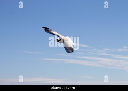 seagull flying over lake Garda in northern Italy Stock Photo - Alamy
