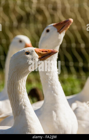 Flock of Emden (or Embden) domestic geese on a farm Stock Photo - Alamy