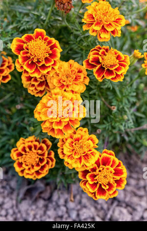 color flowers orange yellow garden background plant bouquet texture ...