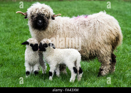 Valais Blacknose / Blacknosed Swiss sheep (Ovis aries), Valais / Wallis ...