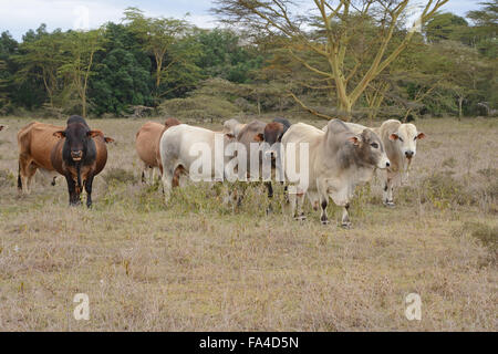 A group of six Boran cattle at the Soysambu Conservancy in Kenya Stock ...