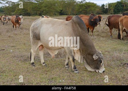 Boran cattle bull with charcoal coloured hump and sandy coloured body ...
