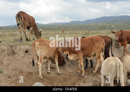 Young calves of the Boran cattle breed grazing with egrets on the ...