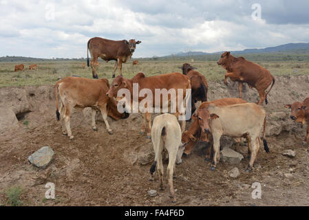 Young calves of the Boran cattle breed grazing with egrets on the ...