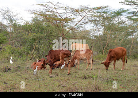 Young calves of the Boran cattle breed grazing on the Soysambu ...