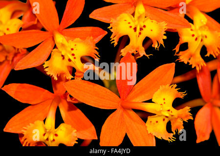 Crucifix Orchid (Epidendrum radicans) flowering atop old lava flow ...