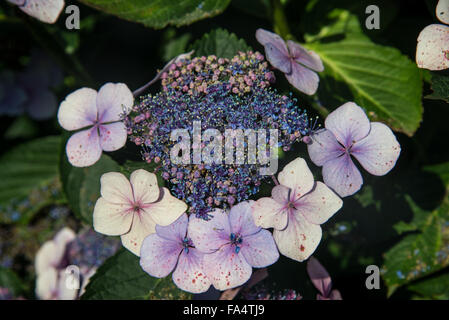 Blooming pink purple Hydrangea flower (Hydrangea macrophylla). Summer ...