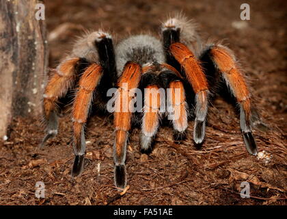 Mexican Blood-leg Tarantula (Aphonopelma bicoloratum), a.k.a. Mexican ...