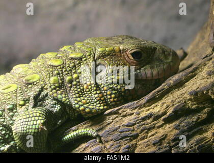 Male South American Northern Caiman Lizard (Dracaena guianensis), a.k.a ...