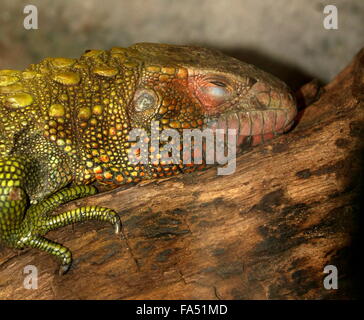Male South American Northern Caiman Lizard (Dracaena guianensis), a.k.a ...