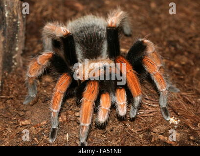 Mexican Blood-leg Tarantula (Aphonopelma bicoloratum), a.k.a. Mexican ...