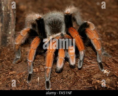 Mexican Blood-leg Tarantula (Aphonopelma bicoloratum), a.k.a. Mexican ...