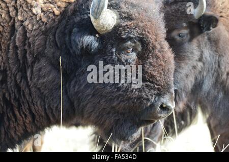 Bison foraging during winter at Rocky Mountain Arsenal National ...