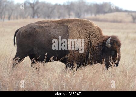 Bison foraging during winter at Rocky Mountain Arsenal National ...