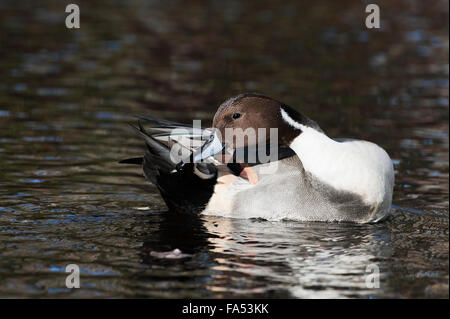 Northern Pintail duck preening Stock Photo - Alamy