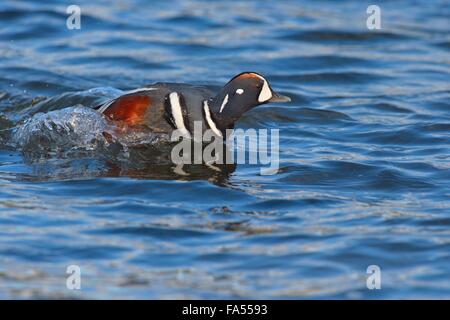 Harlequin Duck (Histrionicus histrionicus), male (drake) in breeding plumage on water. Iceland ...