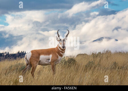 Pronghorn (Antilocapra americana) family grazing on the hill in ...